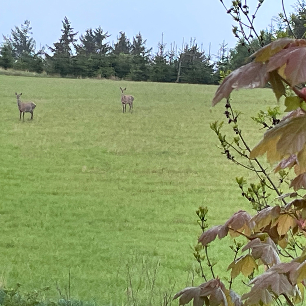 Naturoplevelser - Korsholt